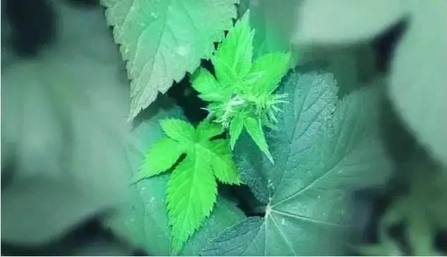 Pure Harpagophytum Procumbens Harpagoside 2% Extract Powder