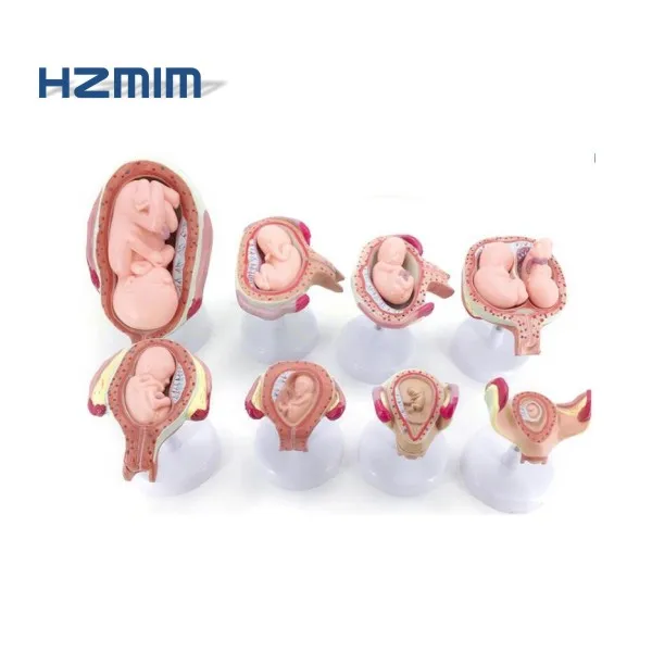 Pregnancy Models - Detailed Embryo and Fetus Development