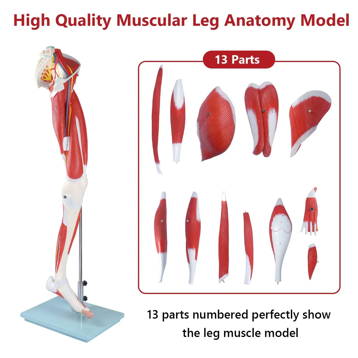 Human Hip Thigh Calf And Foot Muscles 13 Parts Life Size Arteries ...