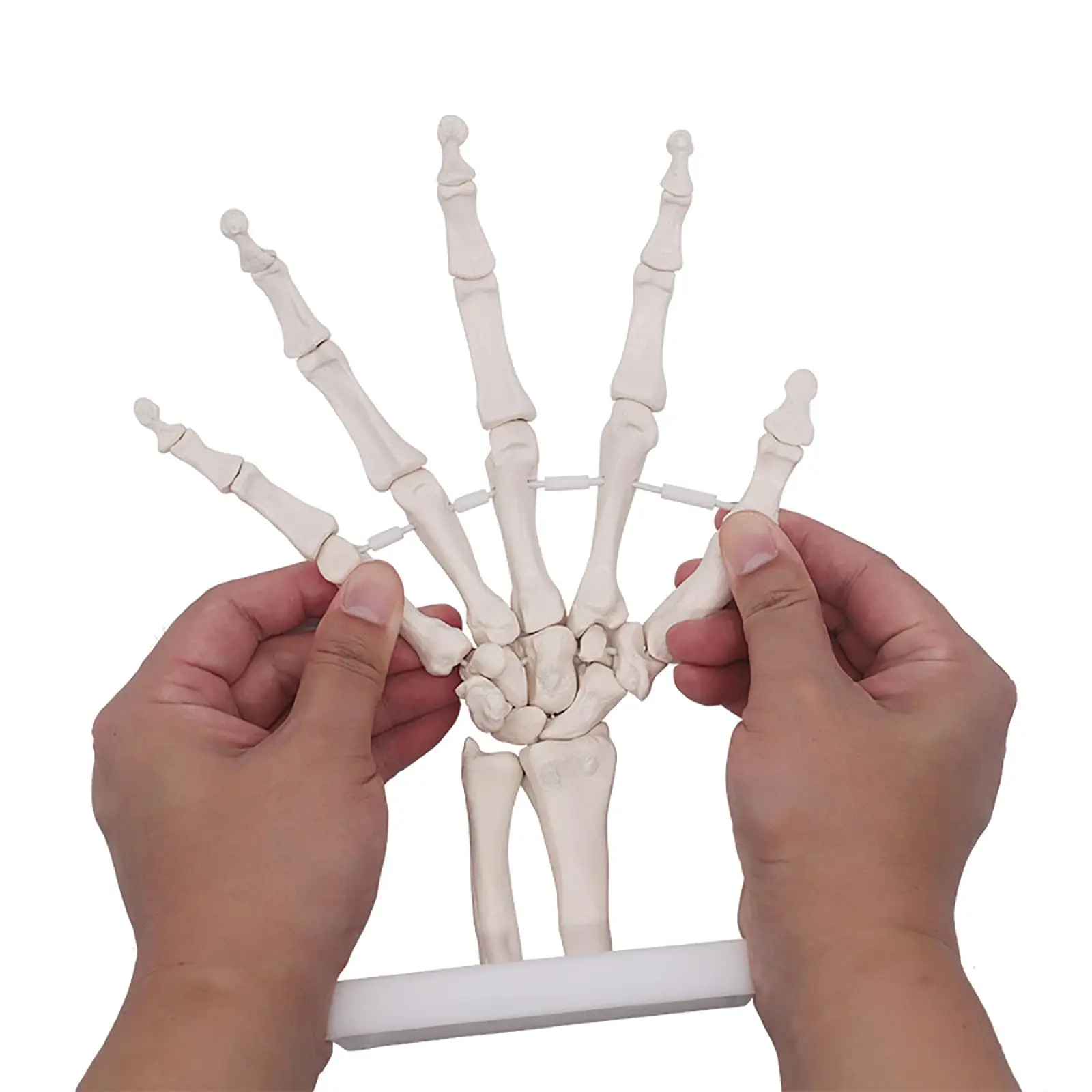 Human Life Size Finger Bone Flexible For Medical Demonstration Study ...
