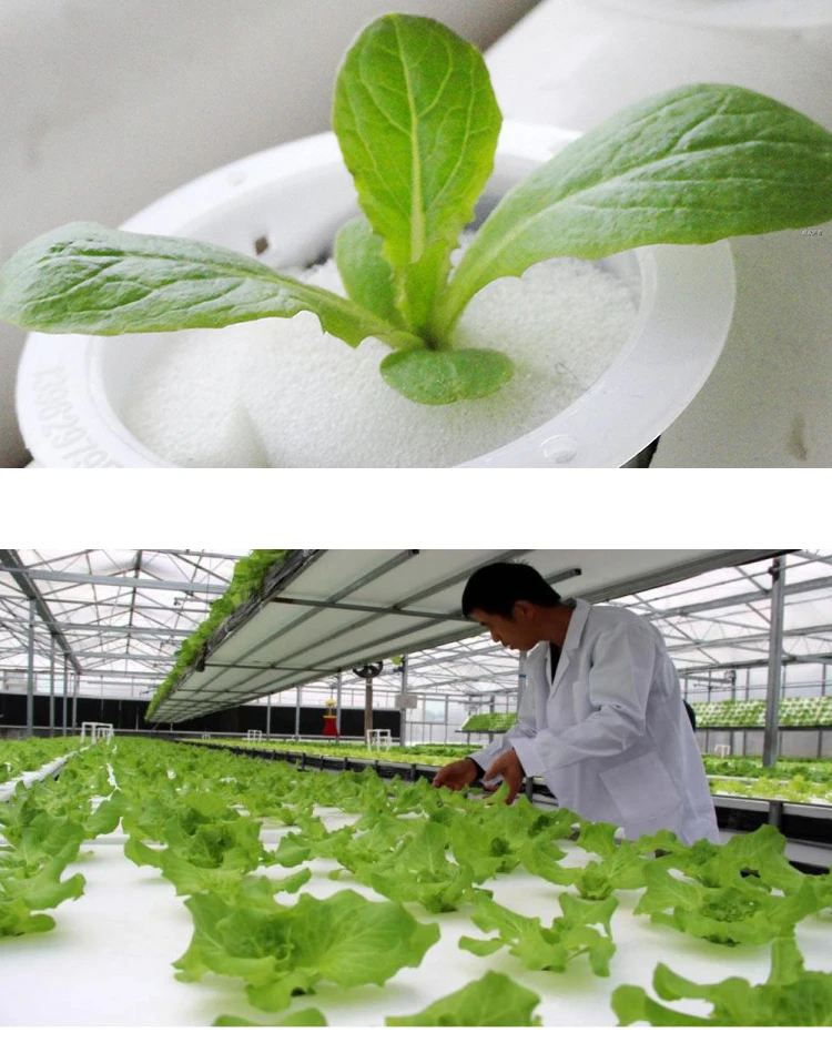 Colorful Neoprene Foam Cloning Collars for Hydroponics