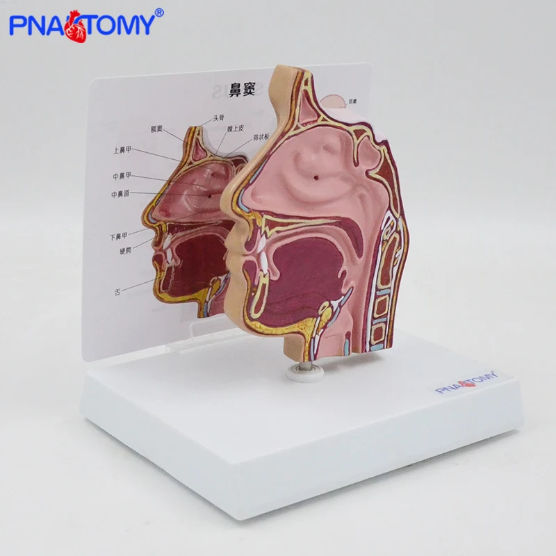 Nasal Model Sinus Turbinate Oral, Nasal and Throat Anatomical Teaching ...