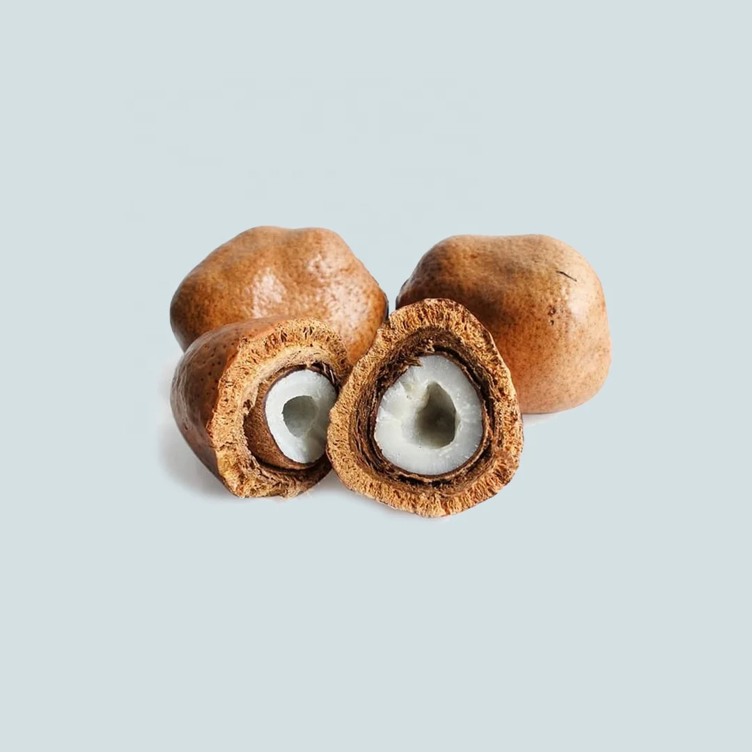 High Quality Doum Palm (hyphaene Thebaica) - Rikaz Brand