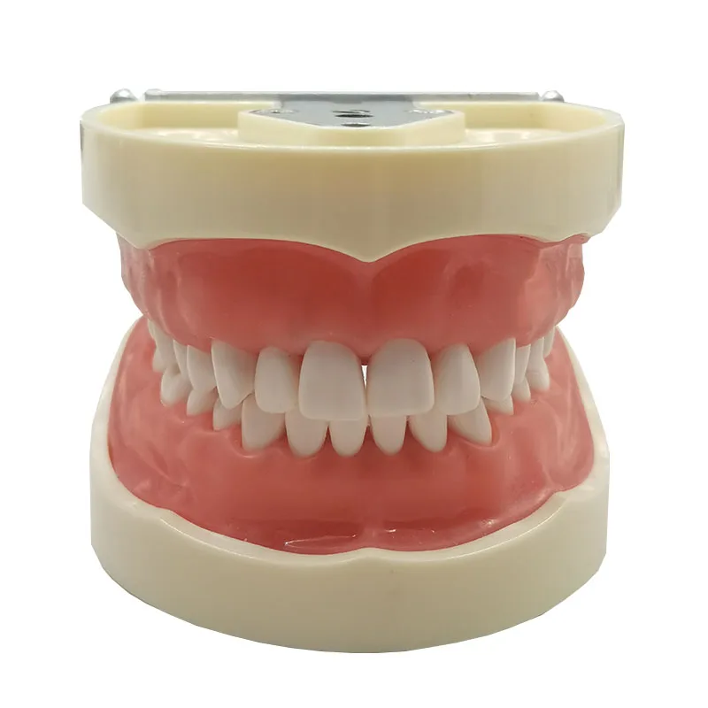 Dental 32 Typodont - Removable Tooth Model for Veneer Preparation