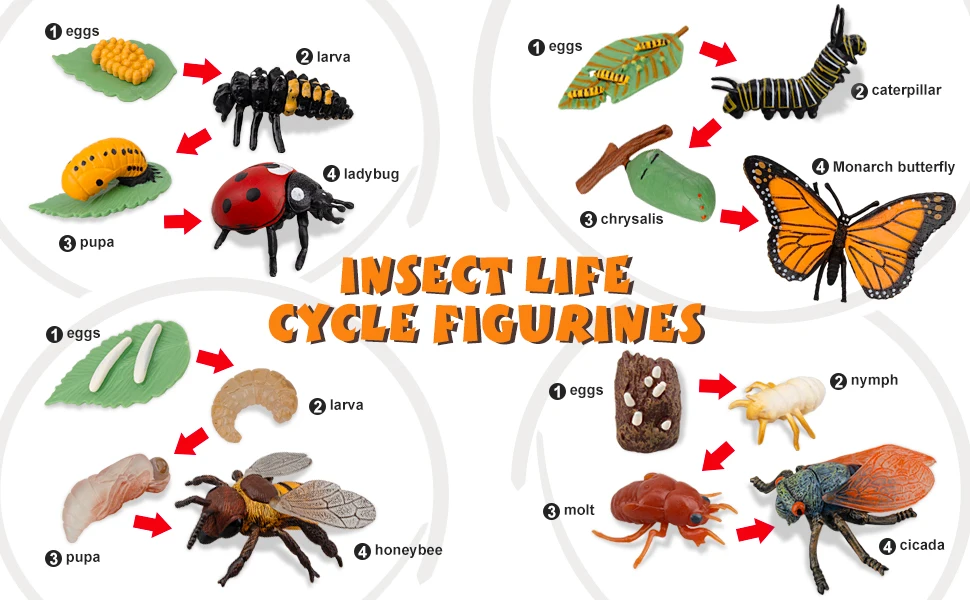 Insect Figurines - Life Cycle of Monarch Butterfly & More