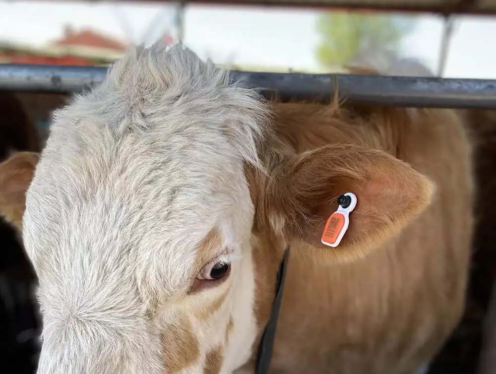 Lora Cattle Tracker Livestock Tracking Device Lora for Livestock Sheep ...