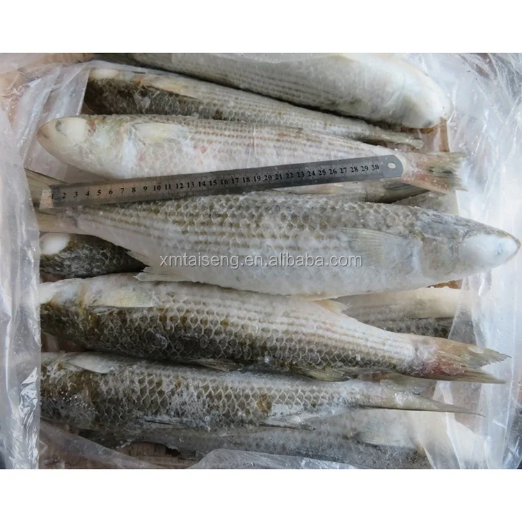Taiseng Frozen Gutted Grey Mullet 1000/1500g - 24m Shelf Life
