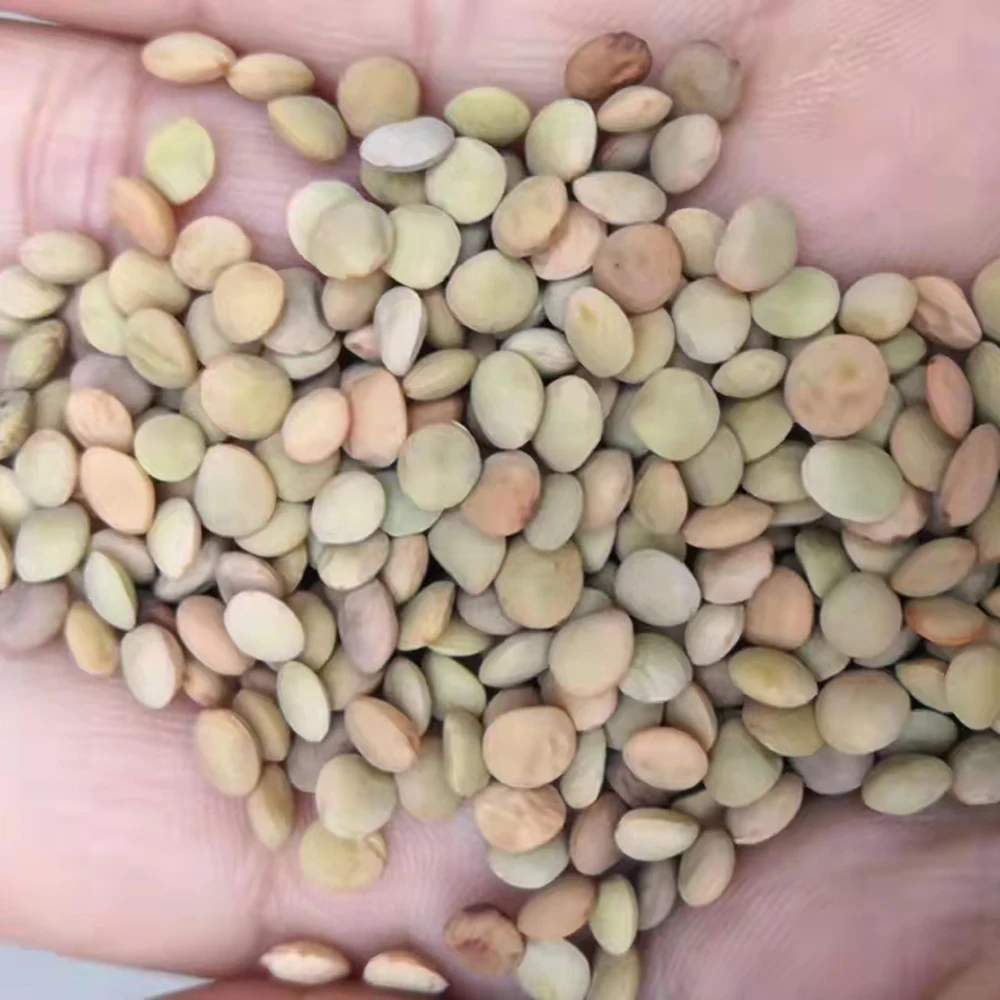 New Crop Chinese Dried Green Lentils - Perfect for Cooking