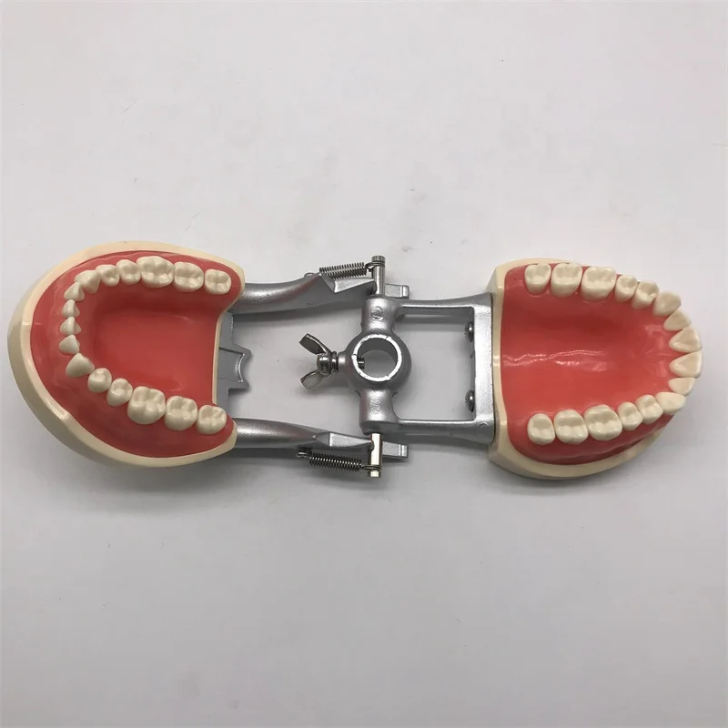 M8012 Replaceable Standard Teeth Model 32PCS - Nissin Teeth Models for ...