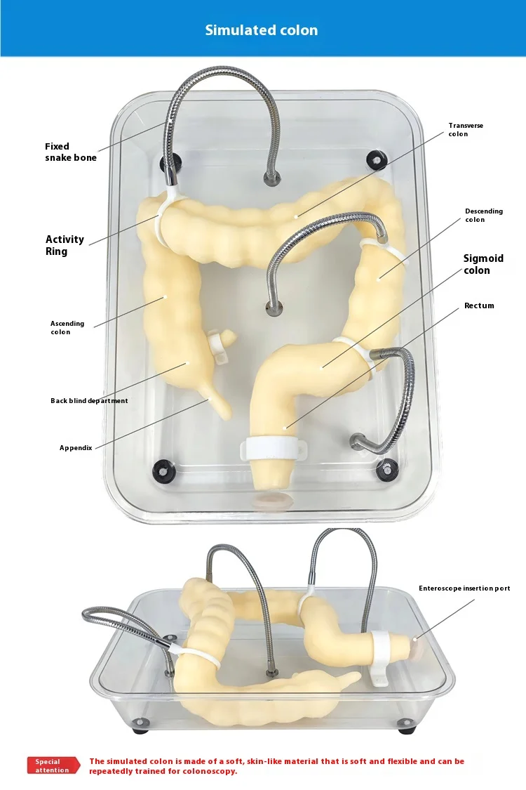 Soft Realistic Colonoscopy Training Model for Medical Education - ODM