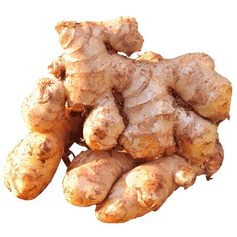Fresh Ginger Dried Ginger Export From China - Buy 2022 Fresh Ginger ...