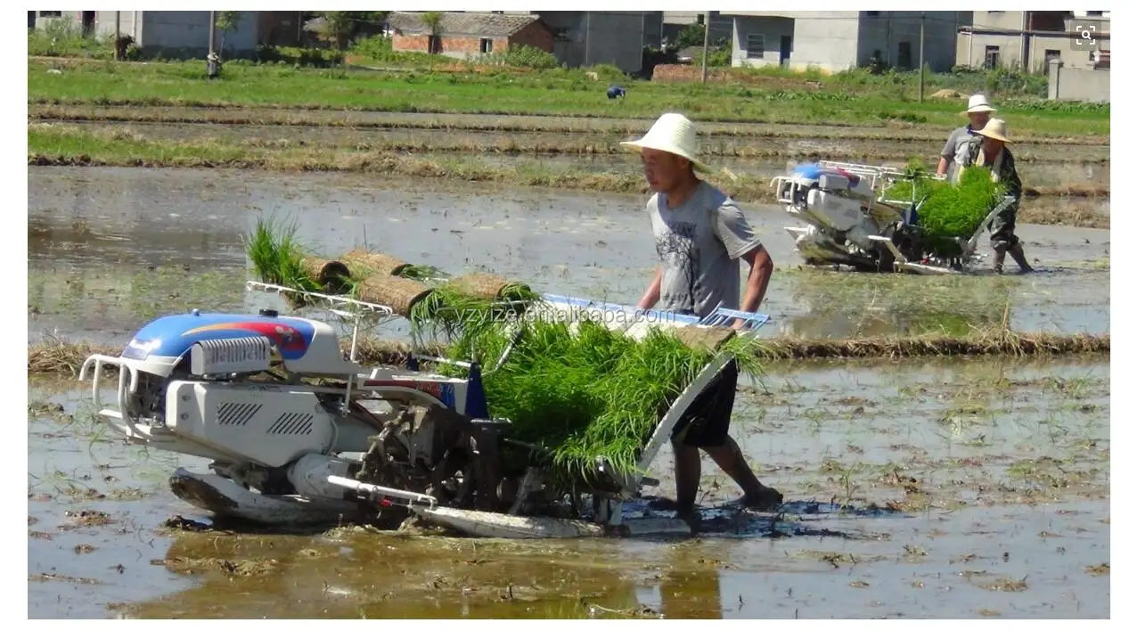 Efficient Rice Transplanting with YIZE Hand Push Machine