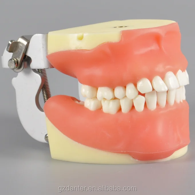 Suturing Dental Training Typodont Model for Oral Surgery