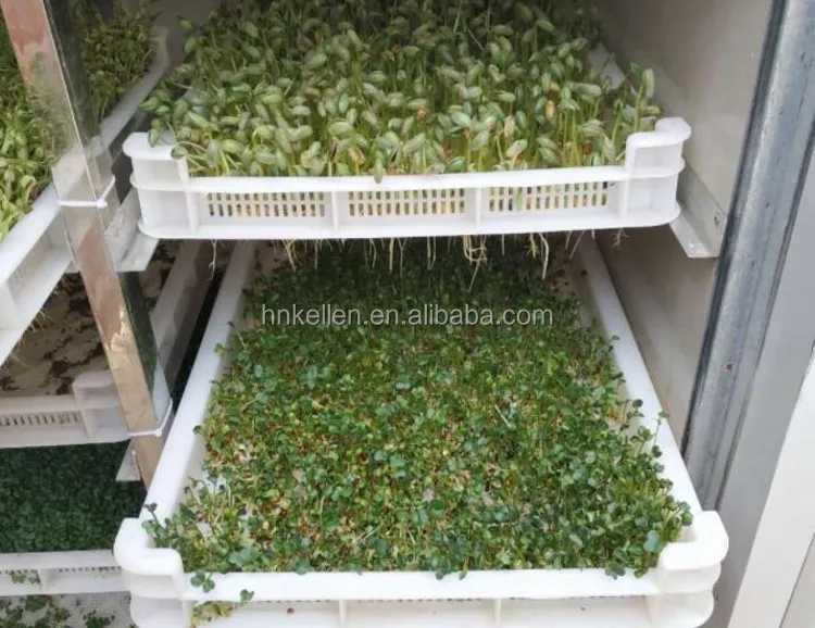Hydroponic Greenhouse Mung Bean Seed Sprout Fodder Machine