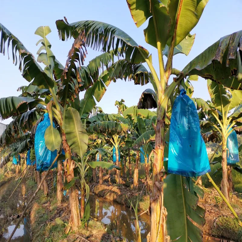 Banana Protection Bag - Recyclable Plastic HDPE/LDPE