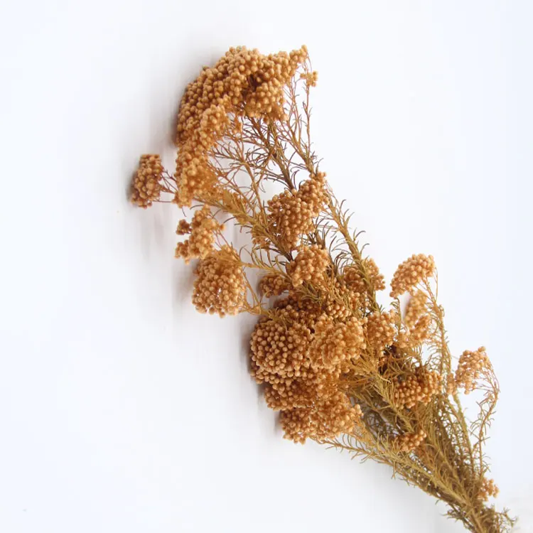 Natural Small Dried Preserved Millet Flower Rice Flowers