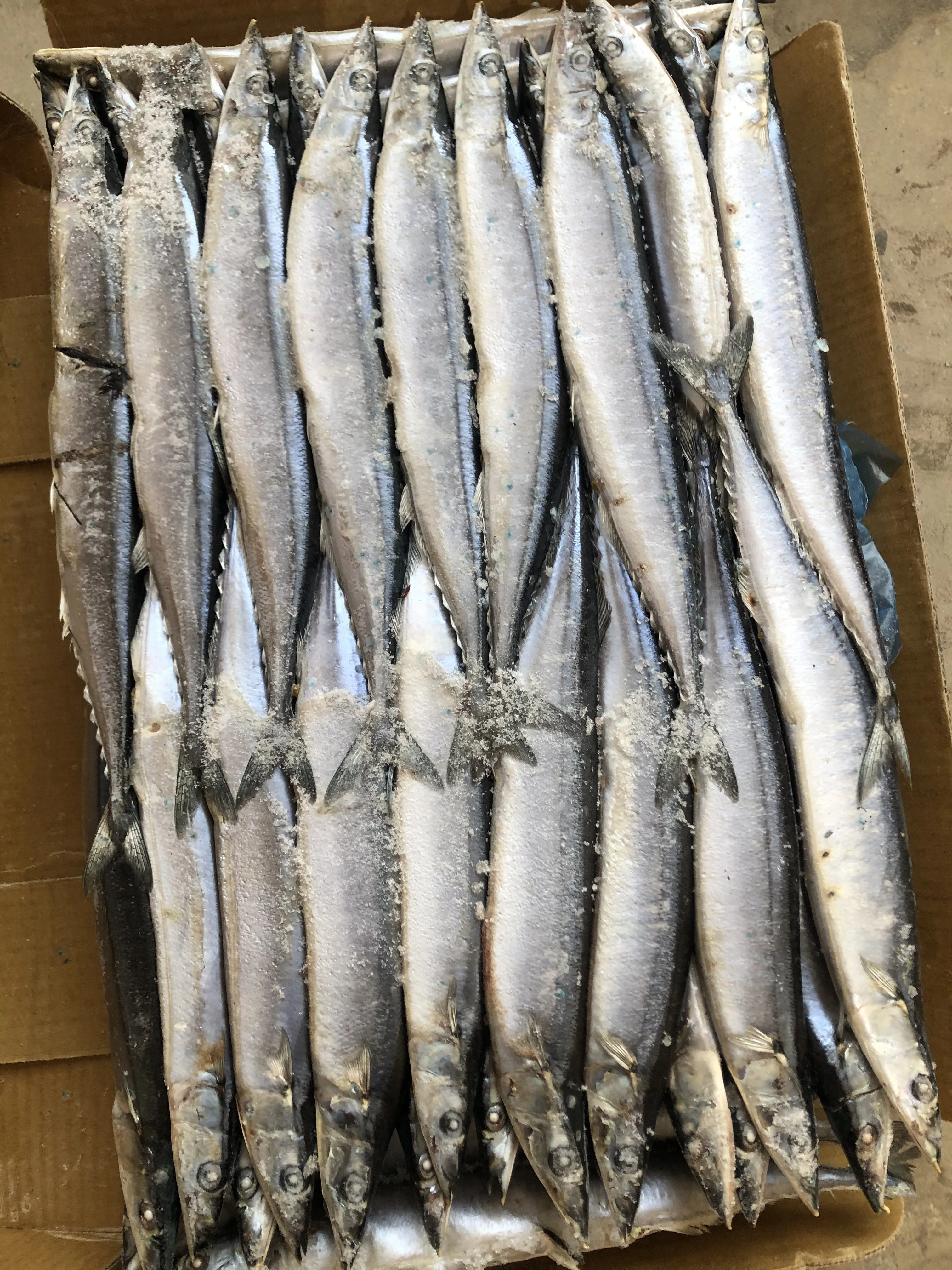 Live Fresh Saury In Can Frozen Pacific Saury - Buy Frozen Pacific Saury ...