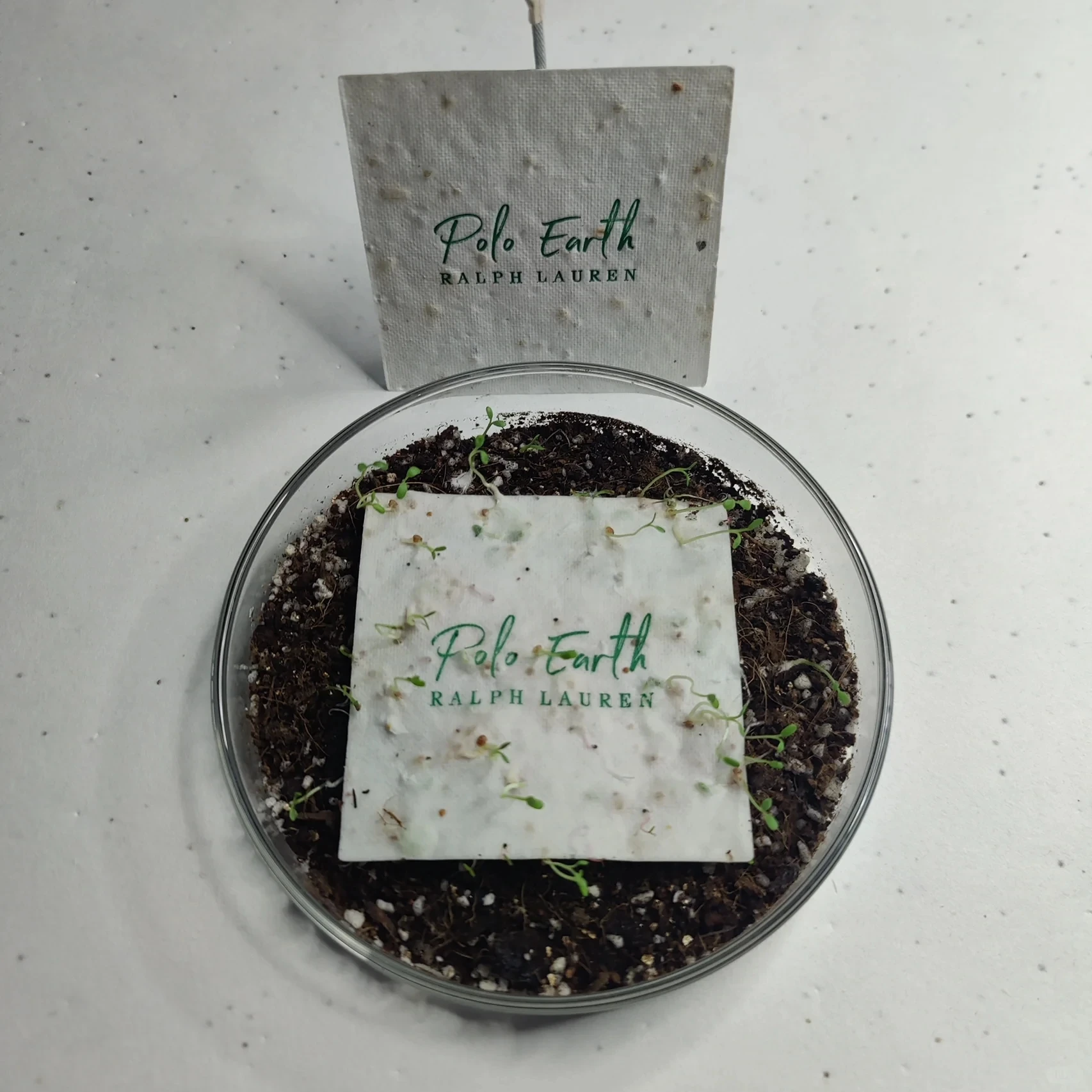 Envelop Sunflower Seeds Embedded Recycled Grow Seed Paper