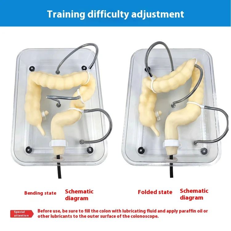 Colon Model Colonoscopy Training Simulation for Medical Training - Soft, Realistic Model for ...