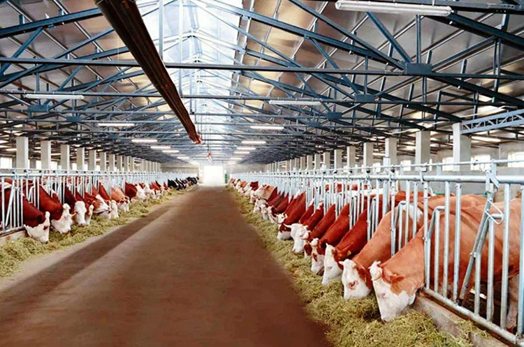 Steel Structures Cow Housing Design for Dairy Cows – Customizable Steel ...
