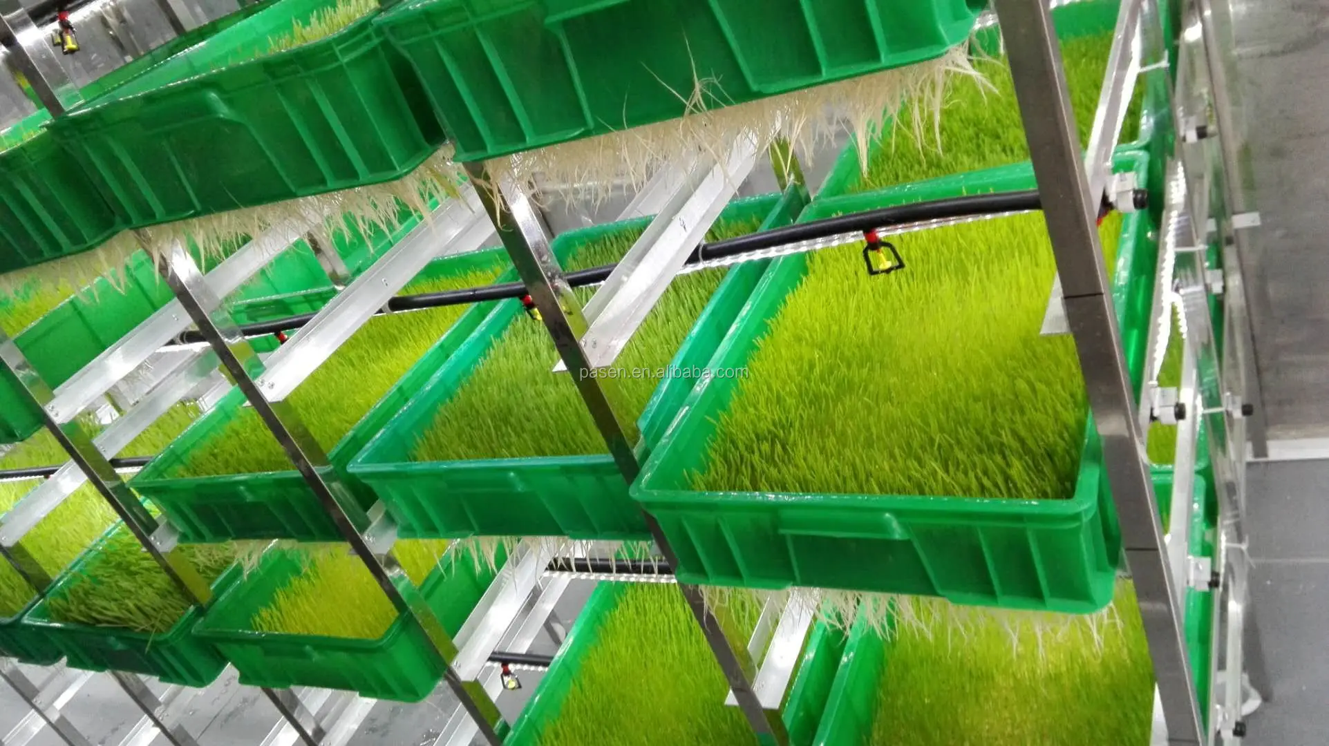 Hydroponic Fodder Machine - High Productivity Animal Feed