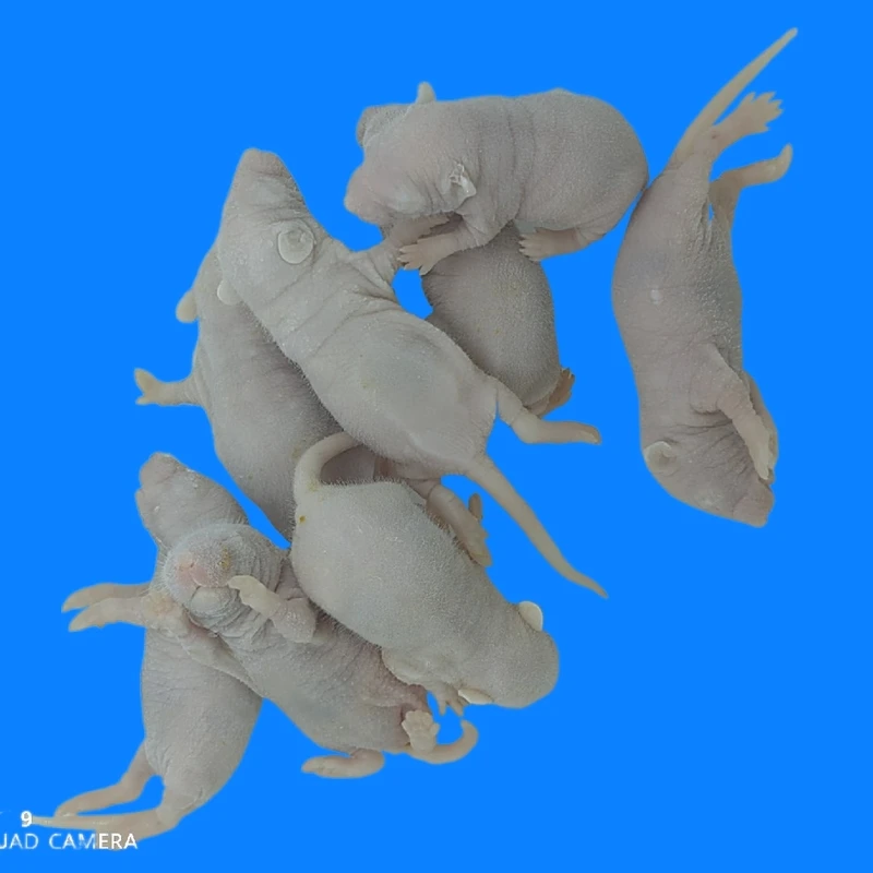 Frozen Mice Frozen Rats. Frozen Mouse - Buy Frozen Micefrozen Ratssnake ...