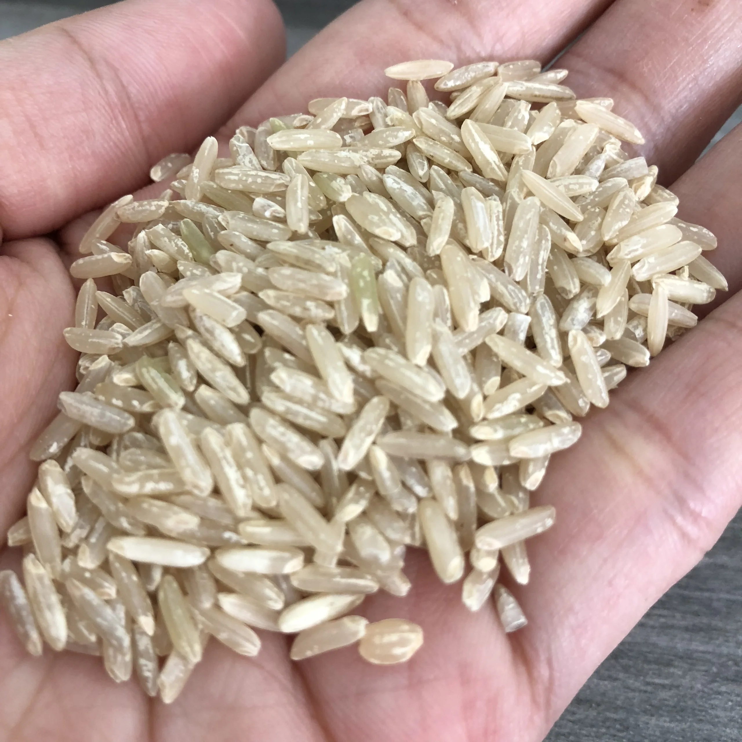 Brown Rice Best Quality Brand Manufacturer From Vietnam Custom Logo ...