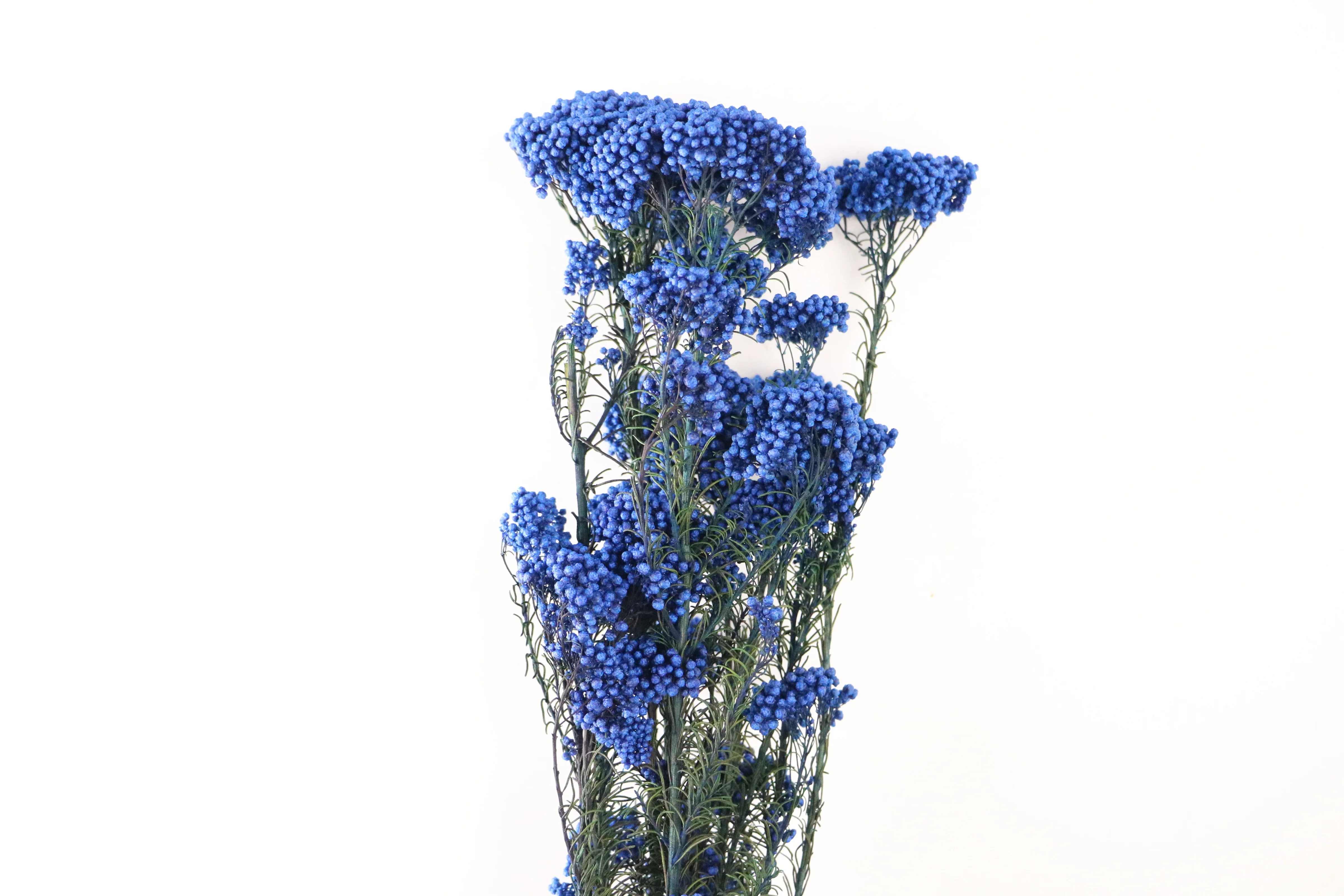 Preserved Rice Flower - Elegant Ozothamnus Diosmifolius