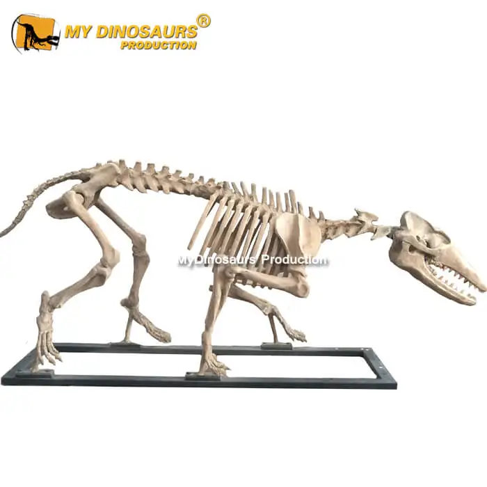 My Dino Museum Quality Prehistoric Animal Pakicetus Fossil for Sale ...
