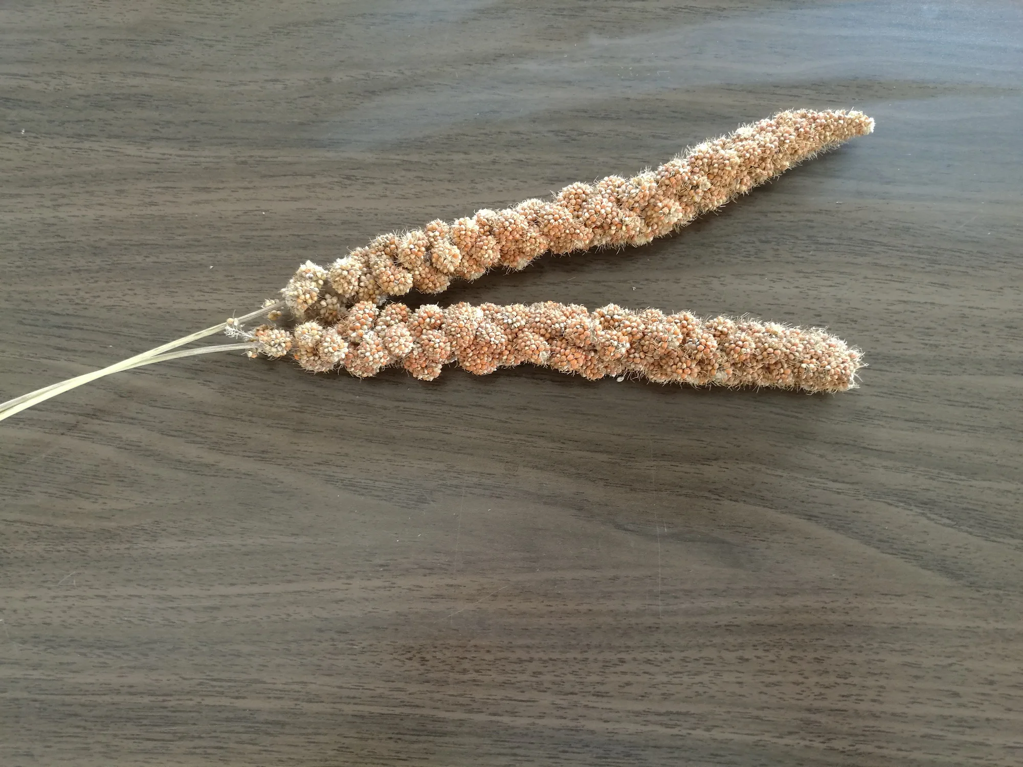 Millet And Millet Spray - Buy Millet Spray,Spray Millet,Inside Millet ...