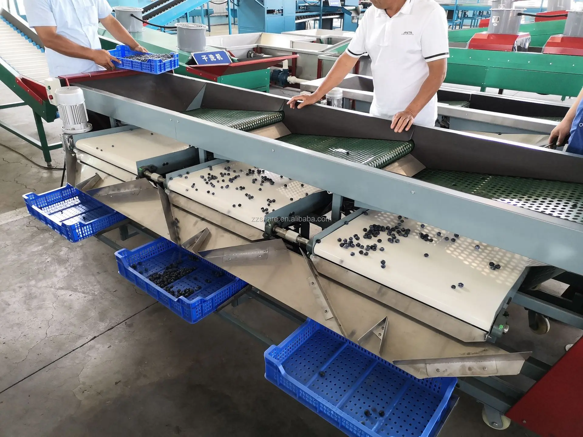 4 Levels Blueberry Sorter - Efficient Fruit Grading Machine