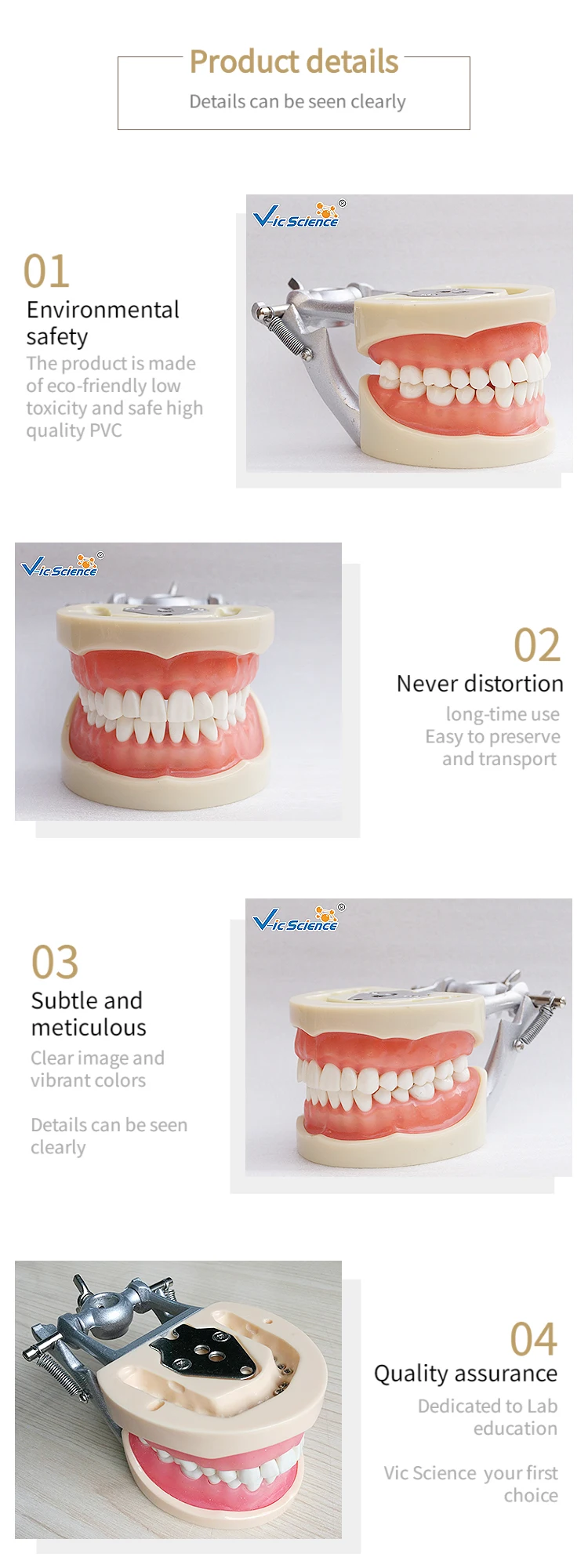 200h Standard Dental Anatomy Teeth Model - Dental Typodont