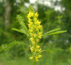 Healthcare Supplement Sweet Clover Melilotus Officinalis Coumarin Best ...