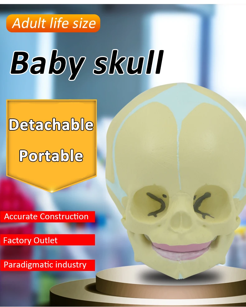baby skull model fetus skull anatomy infant skull at ₹ 7202.10 | Human ...