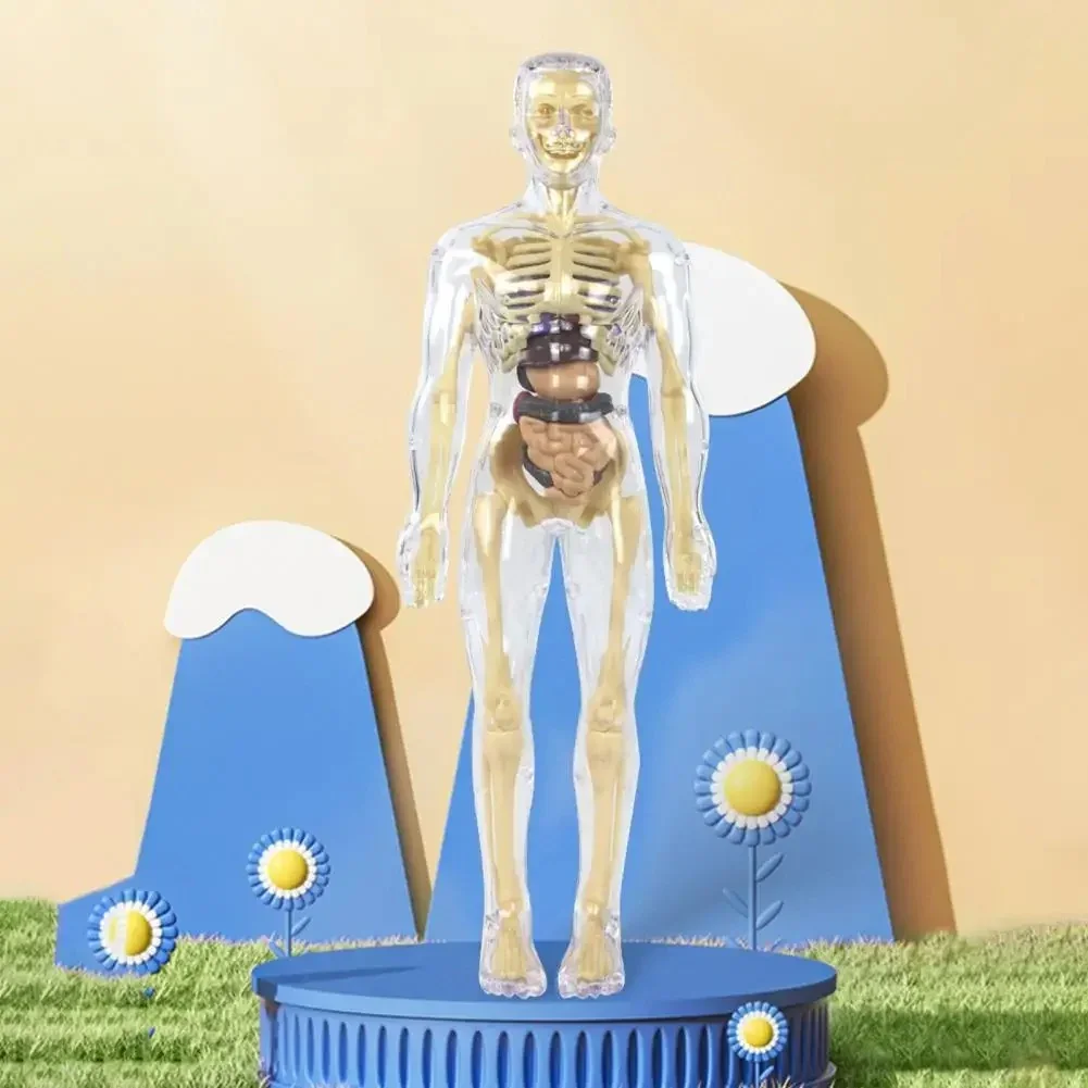 Human Body Organ Assemble Jigsaw Skeleton Anatomy Model For Teaching ...