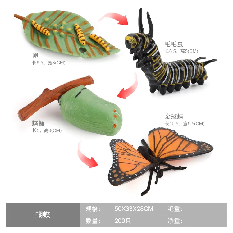 Simulation Insect Educational Teaching Tools Amphibious Animals Life ...