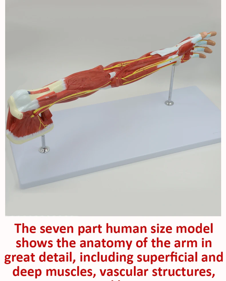 Human Upper Limb Muscle Model Pnt-0331 - Buy Human Anatomical Model,Arm ...