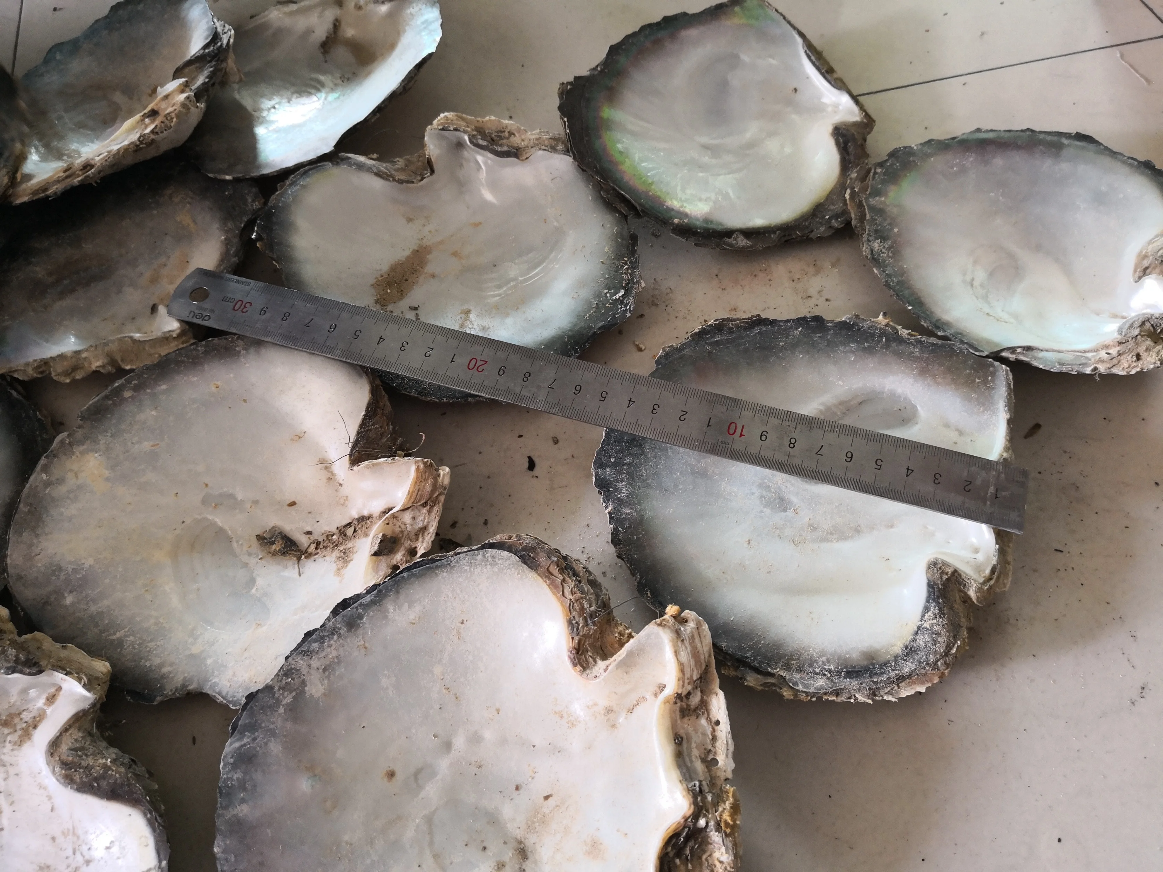 Polished Black MOP Mother of Pearl Shell Raw Shells for Production