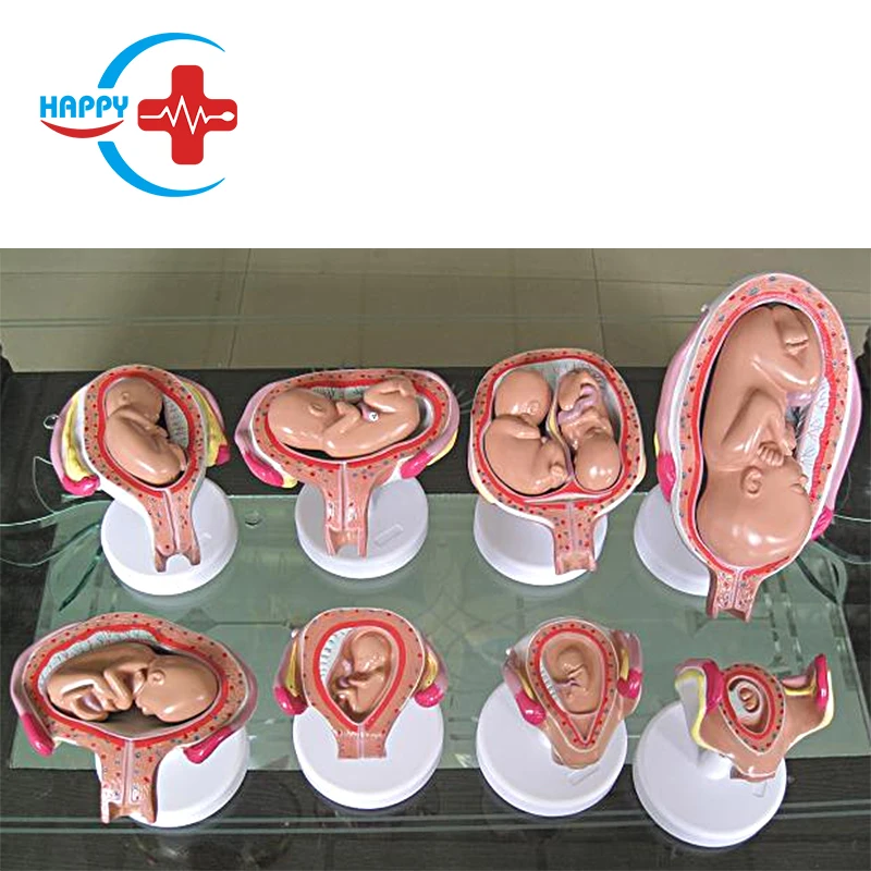 HC-S344 Obstetrics Model - Fetus Growth Demonstration