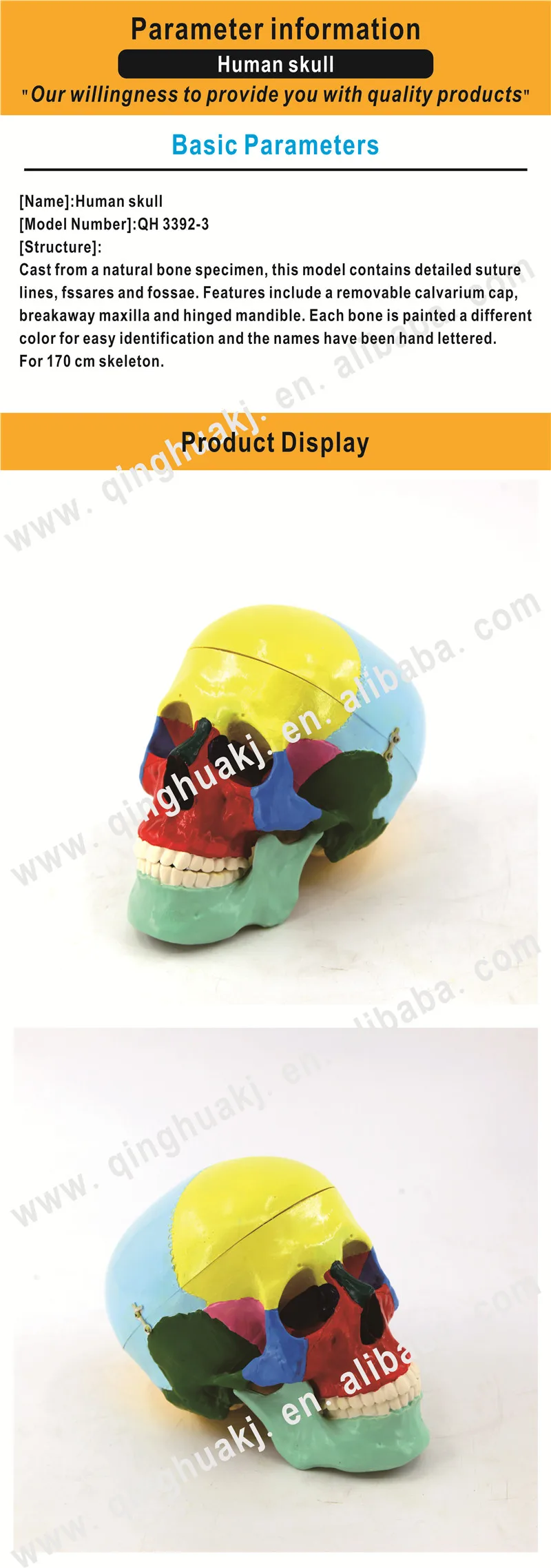 High Quality Medical Human Skull Model For Teaching Model - Buy Colored ...