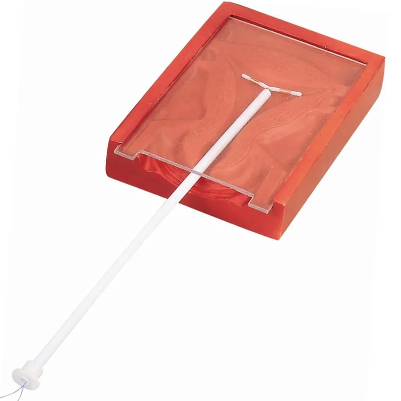 Iud Insertion Trainer Uterus Medical Training Model - Buy Iud Training ...