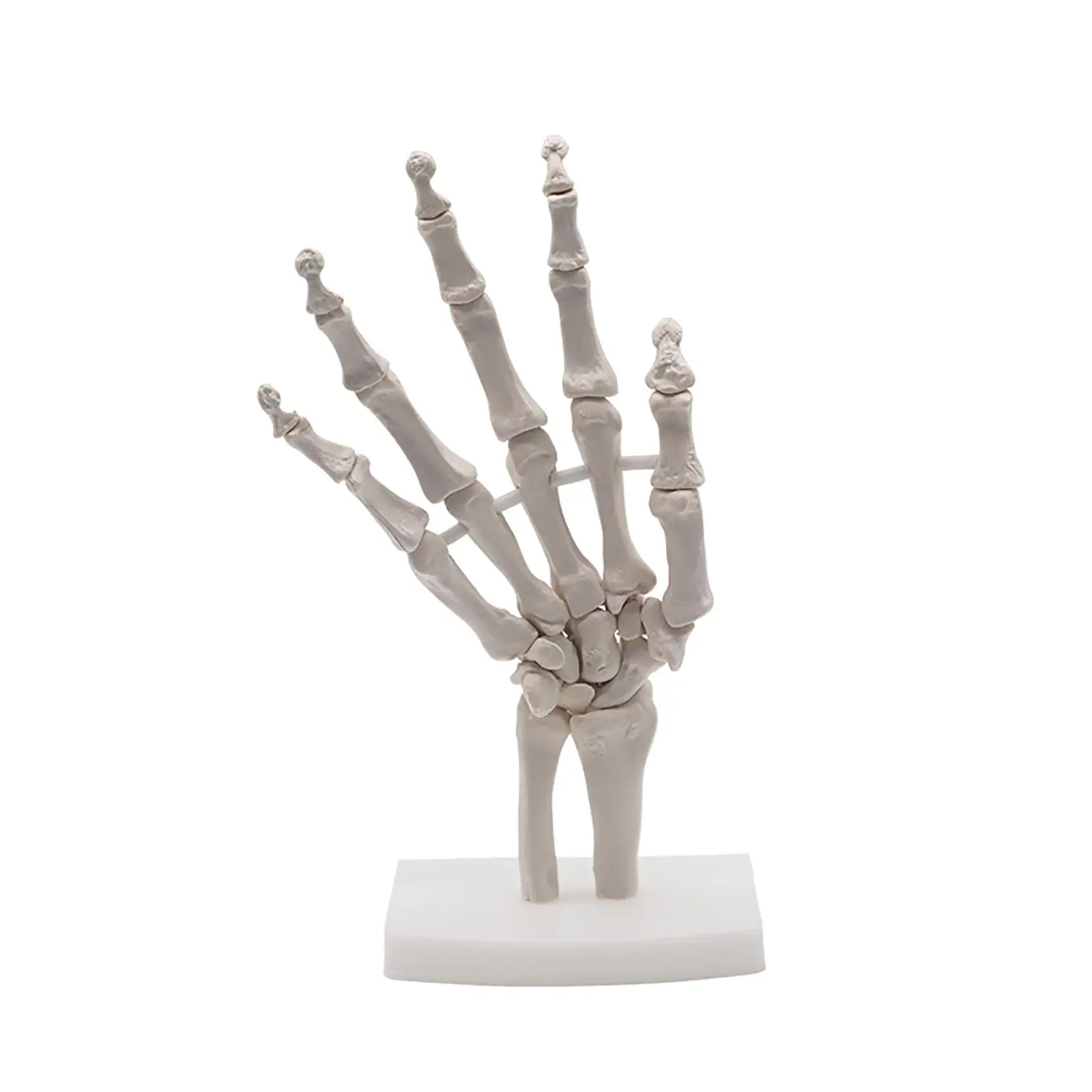 Human Life Size Finger Bone Flexible For Medical Demonstration Study ...