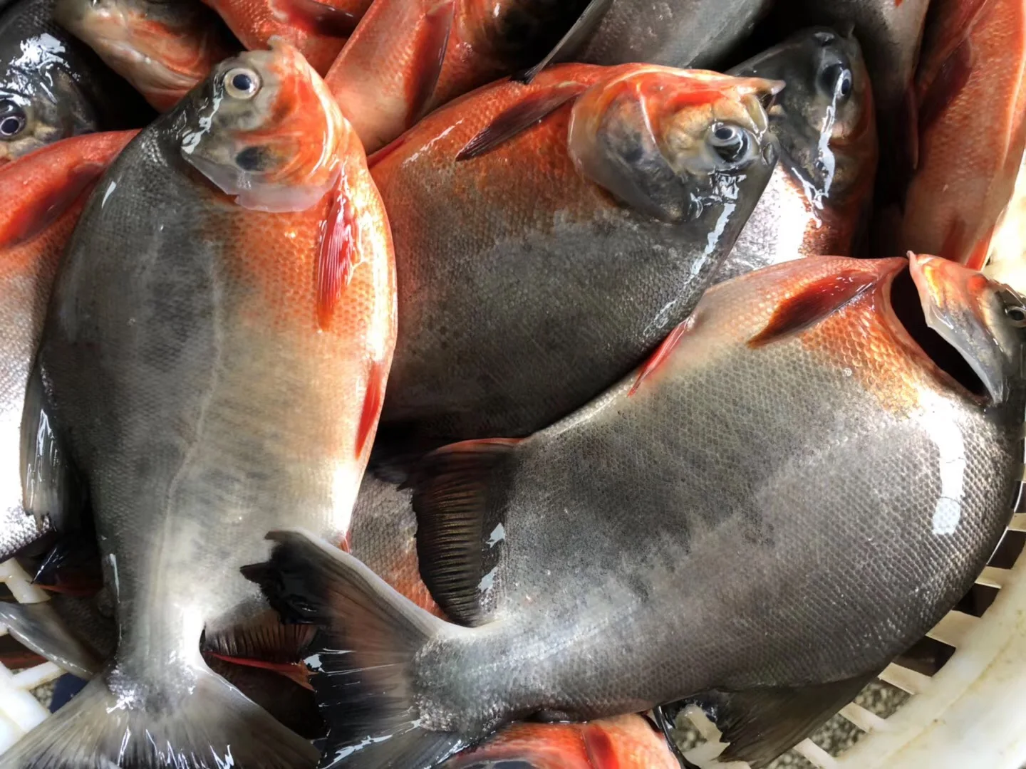 Frozen Red Pacu Frozen Pomfret For African Market - Buy Red Pomfret ...