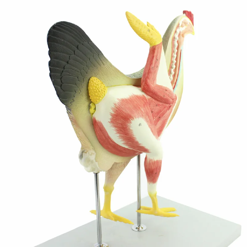 Medical Science Hen Anatomical Model Veterinary Model Anatomy Model Of ...