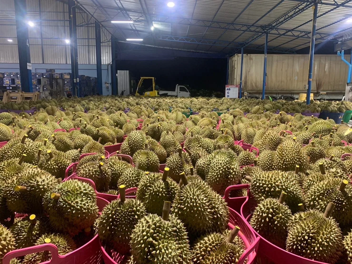 Premium Fresh Thai Durian Monthong Delicious Sweet Monthong Durian Top Grade From Thailand ...