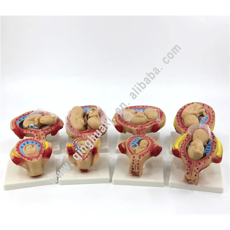 Pvc Human Development Process Set For Embryo And Fetus Pregnancy Model ...