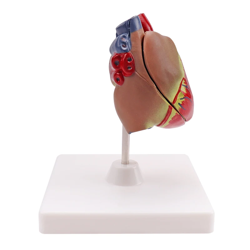 Life-size Human Heart Model With Transparent Bottom Color Medical ...