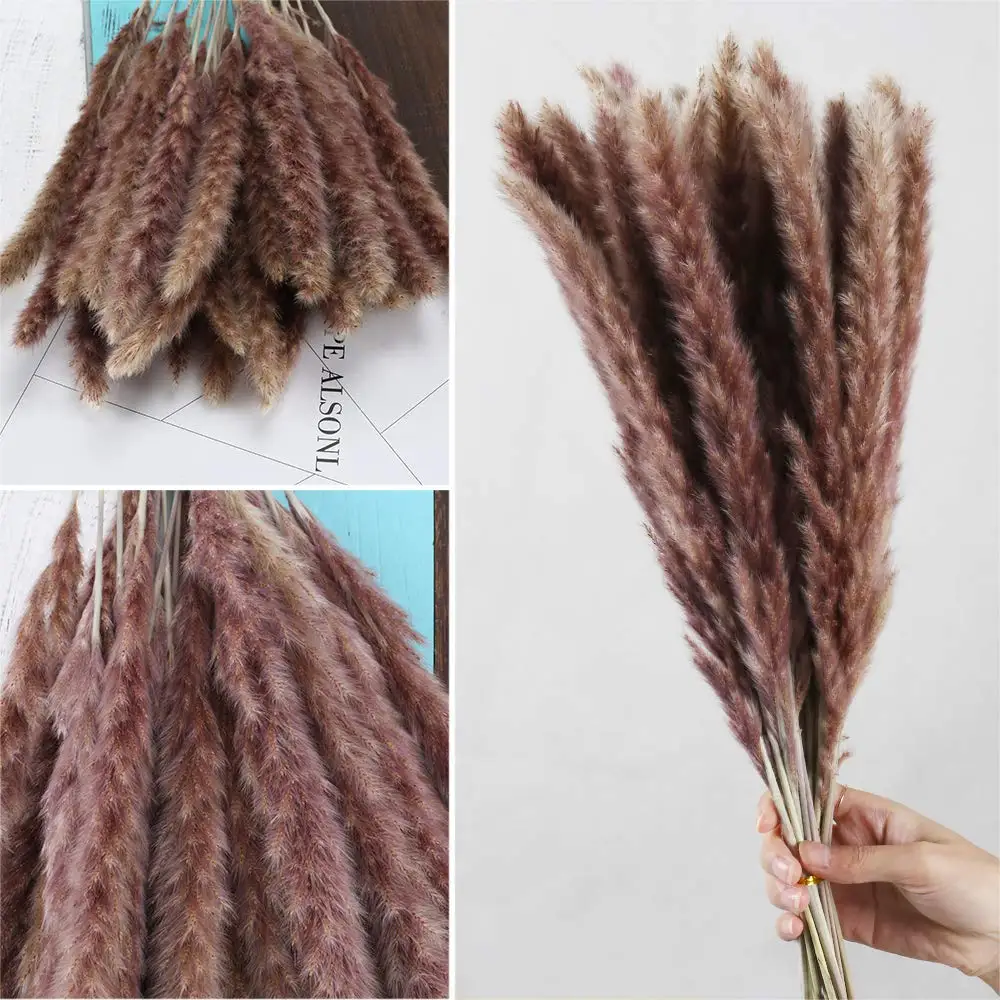 Shop Dried Pampas Grass Sticks for Home Decor & Events