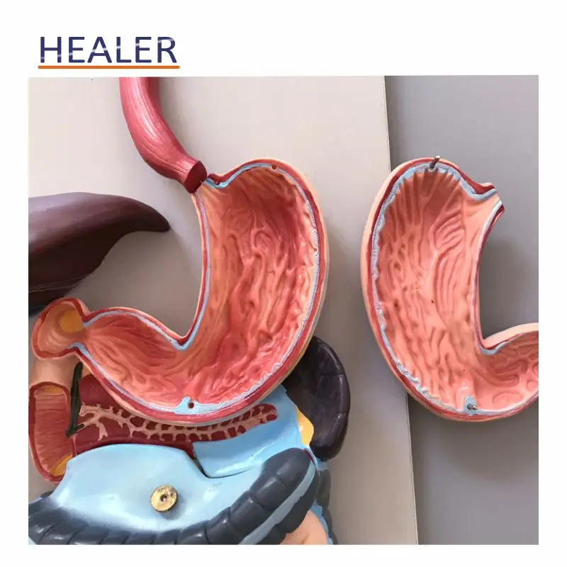 Anatomical Digestive System Model With Rectum,Esophagus Mouth,Nose ...