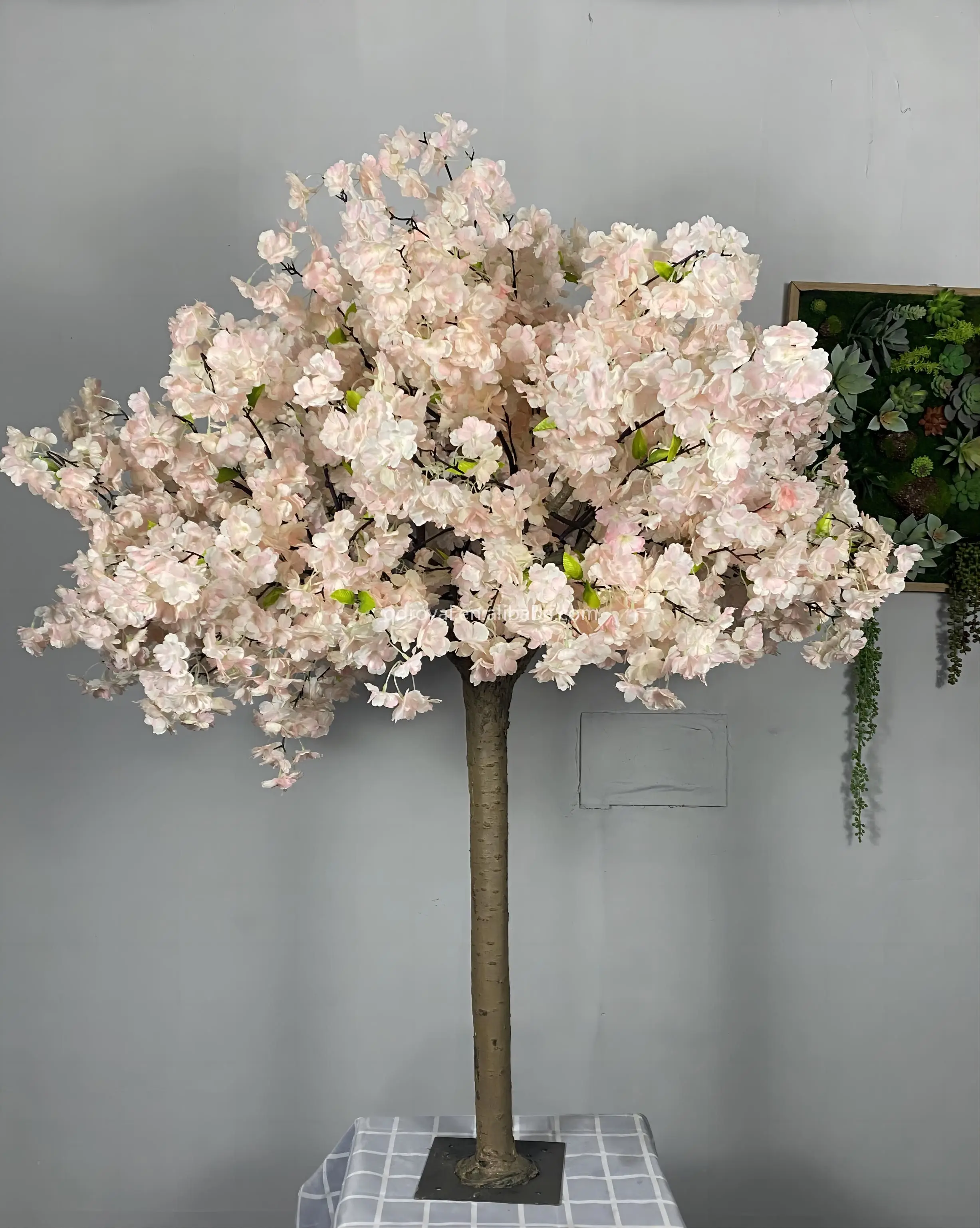 Tanaman Cedar and Kenzo Imitation - Customized Sakura Tree